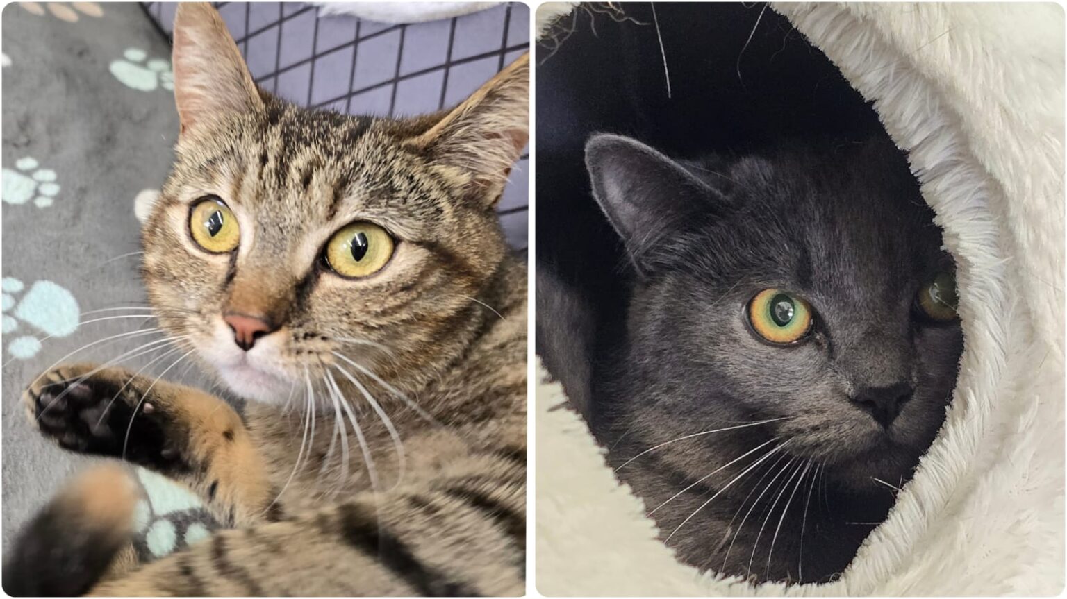 Nala und Ted – Tierheim Lübbersdorf